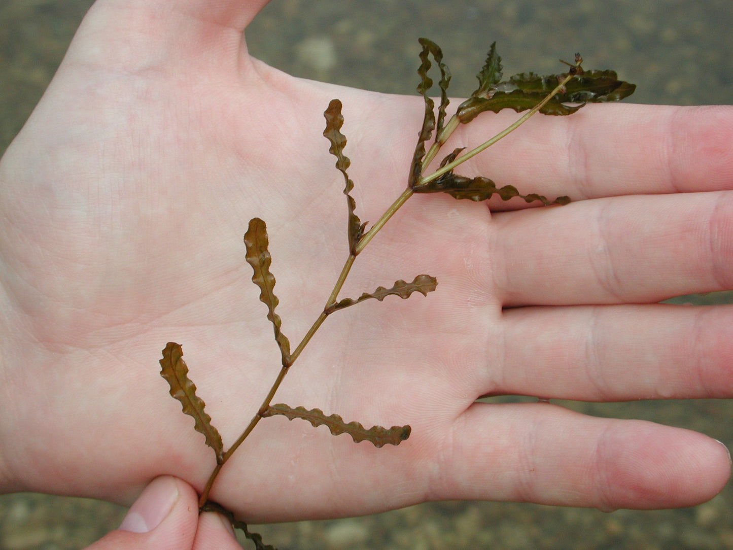 Common Invasive Pond Weeds in the Midwest and Tips for Controlling The ...